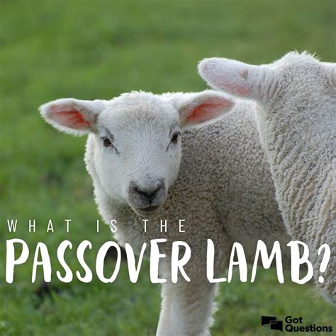 What Is The Passover Lamb How Is Jesus Our Passover Lamb
