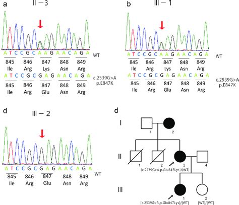 Molecular Genetic Findings And Segregation Scheme Sequence Download Scientific Diagram