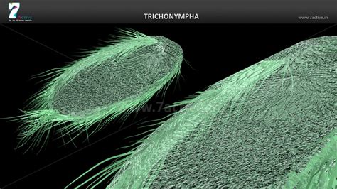 Flickriver Searching For Photos Matching Trichonympha