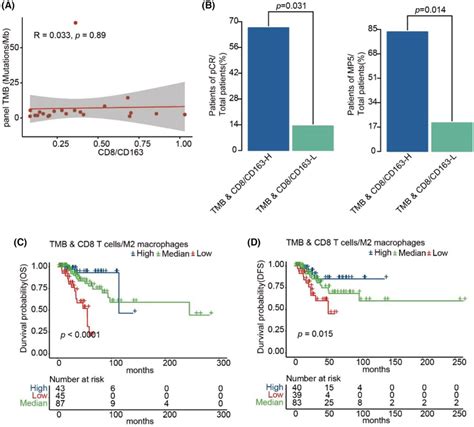 Integration Of Tmb And The Ratio Of Cd8 T Lymphocytes To M2 Macrophages