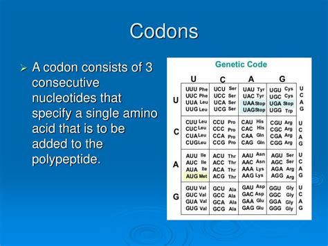 Ppt Rna And Transcription Powerpoint Presentation Free Download Id