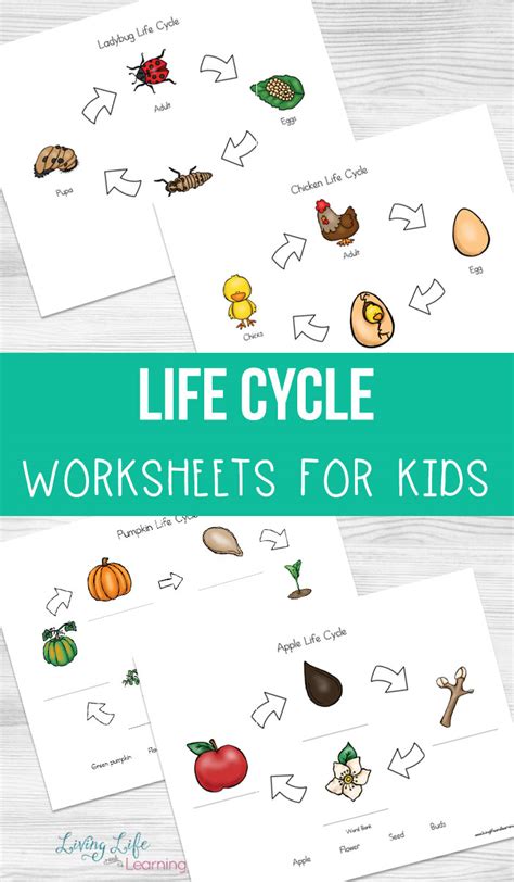 Life Cycle Worksheets