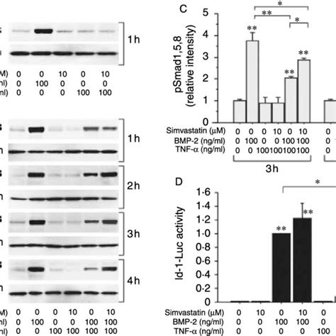 Effects Of Simvastatin Pretreatment On Tnf A Suppression Of Bmp Induced