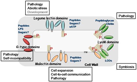 Ijms Free Full Text Plant Lectins And Lectin Receptor Like Kinases How Do They Sense The