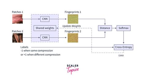 siamese networks scaler topics