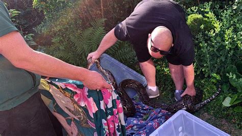 Bishopstoke Man Attacked By 11ft Python Calls For Extra Safety Measures Bbc News