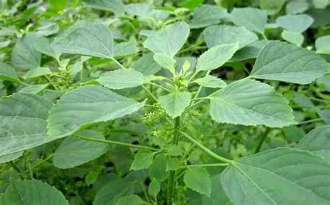 Tanaman Anting Anting Farmasi Industri