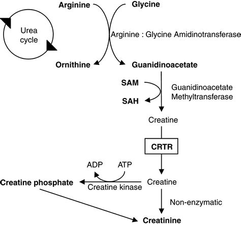 Creatine Kinase Pathway At Rebecca Leon Blog