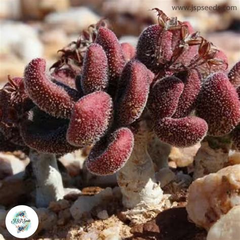 Tylecodon Pygmaeus Rare 40 Seeds Per Pack Jspseeds