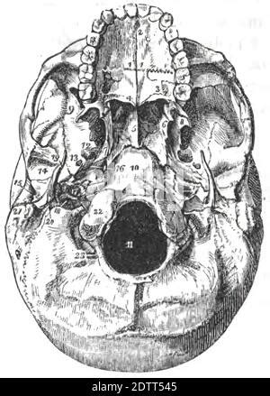 1849 Illustrazione Medica Di Anatomia Umana Del Sistema Circolatorio