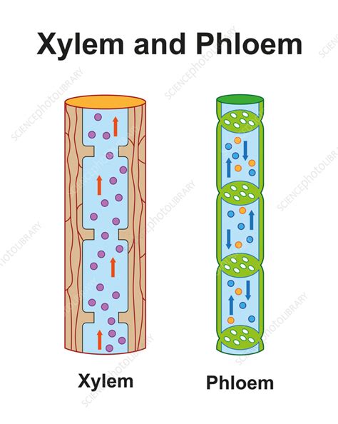 Xylem And Phloem Illustration Stock Image F0374543 Science
