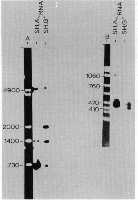 The Size Of The Yeast Rdna Fragments Is Indicated The Remaining