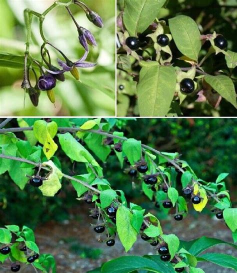 Atropa Belladonna Deadly Nightshade