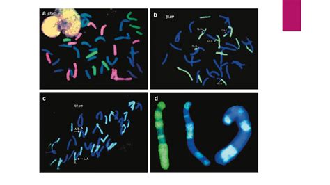 Karyotyping Techniques In Situ Hybridization And Various Applications