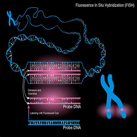 China Dna Fluorescence In Situ Hybridization Fish Probes Factory