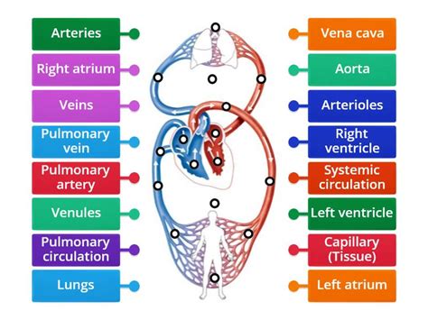 Cardiovascular System Label The Double Circulatory System Labelled Diagram