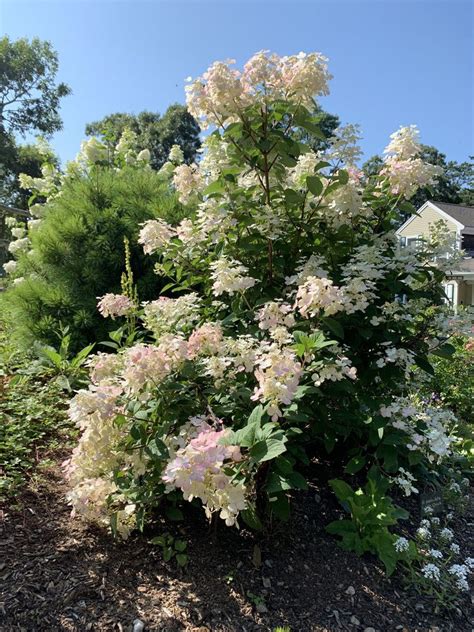 Questions From Customers Hydrangea Pruning Hyannis Country Garden