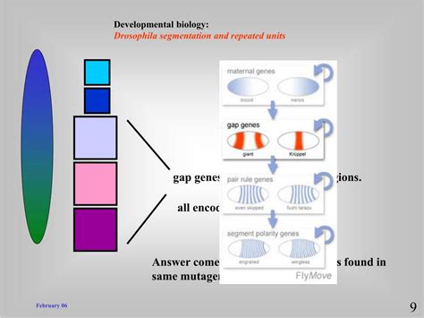Ppt Developmental Biology Drosophila Segmentation And Repeated Units Powerpoint Presentation