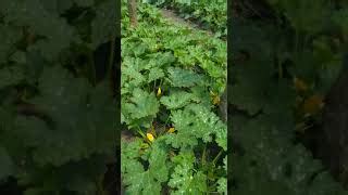 Кабачок Арал: отзывы, описание сорта, фото, видео, отзывы ...