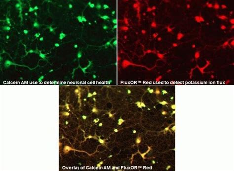 Cell Viability Assays Us 2026