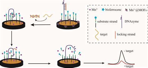 A Reagentless Electrochemical Dna Sensor Based On A Self‐powered Dna Machine Huang 2023