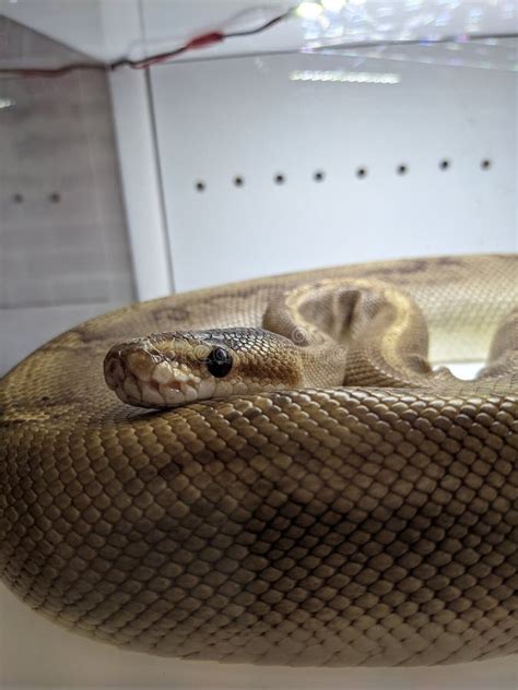 Fancy Ball Python Morph At Reptile Show Stock Photo Image Of Frog Serpent 285504044