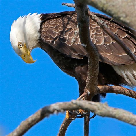 5 Forest Wildlife Species That Benefit When Hunters Improve Deer Habitat