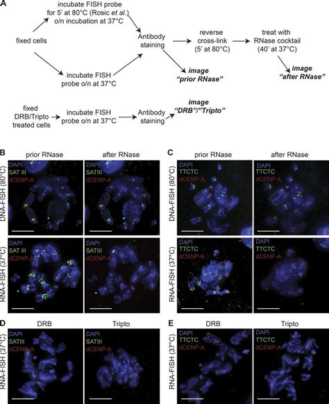 Centromeric Rna Transcripts In Mitosis Originate From Local Rnapii