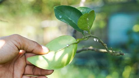 品味中秋清新柚香，興瑞農場的有機文旦 中秋柚子推薦