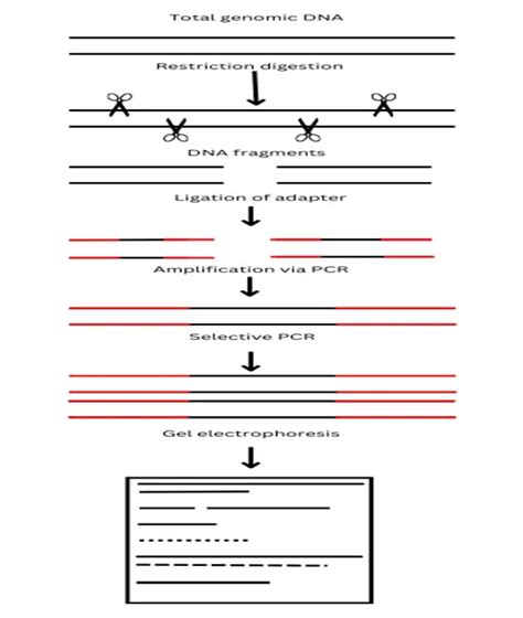Rflp Rapd And Aflp Techniques By Sachins Biology