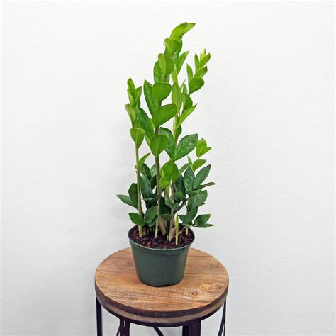 Live 6 Inch Pot Zz Plant Zamioculcas Zamiifolia Good Luck Housewarming