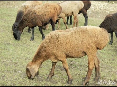 Овцы бараны ягнята купить в Хворостянке Животные и зоотовары Авито