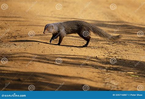 Mongoose On The Feeding Prowl At Dawn Stock Image Image Of Feliformia Dawn 335716887