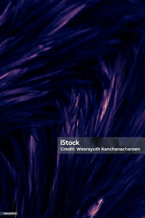 어두운 배경에 아름다운 추상 적색 빨간색과 분홍색 깃털과 흰색 패턴에 부드러운 흰색 보라색 깃털 질감 검은색에 대한 스톡 사진 및 기타 이미지 Istock