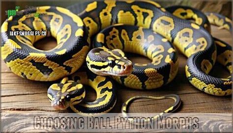 Ball Python Colors And Patterns 50 Stunning Morphs You Must See