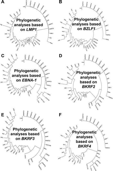 Phylogenetic Analysis Of Some Important Ebv Coding Genes Sequences Of