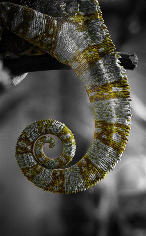 This Chameleons Perfect Fibonacci Pattern R Pics