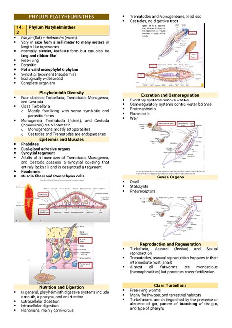 Phylum Platyhelminthes Annelida And Nematoda A Comprehensive Overview