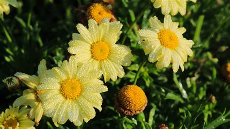 Flowers Yellow Asters Free Photo On Pixabay Pixabay