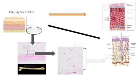 Integument 1 ~ Lecture Diagram Quizlet
