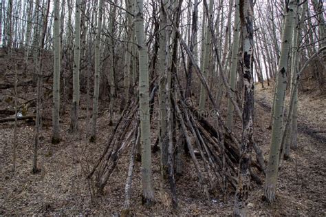 Rustic Tree Branch Structure In Forest Setting Stock Photo Image Of Serene Tranquil