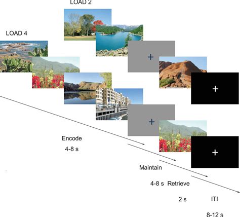 Figure 1 From Greater Working Memory Load Results In Greater Medial