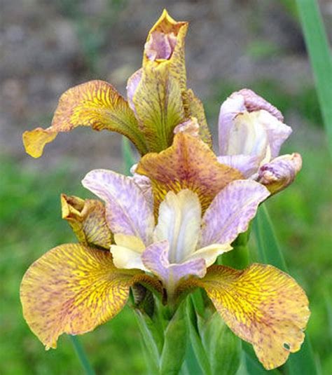 Iris Sibirica Siberian Peacock Butterfly Ginger Twist® Bulbtuber