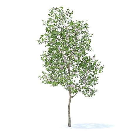 Apple Tree With Flowers 38m 3d Model Download Trees On