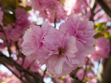 7 Trees That Grow Near Saltwater And How They Can Tree Journey