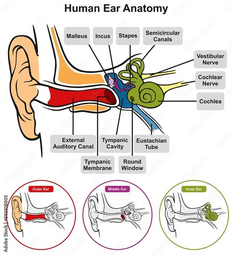 Poster Human Ear Anatomy Infographic Diagram Structure Of Inner Middle