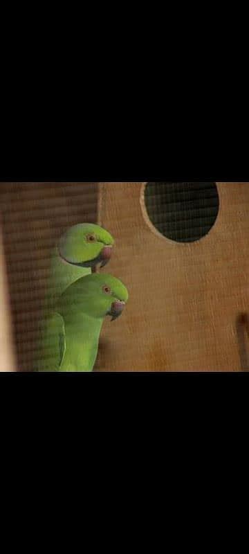 Ringneck Breeder Pair Parrots 1092672017