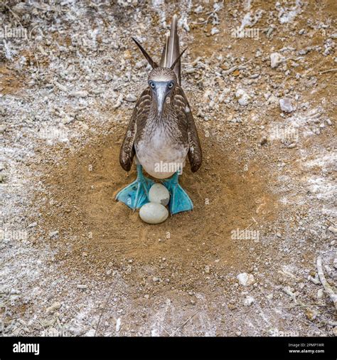 Blue Footed Booby Sula Nebouxii With Eggs Ready To Hatch San