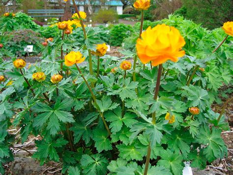 Trollius Más De 1000 Plantas Y Flores Del Mundo