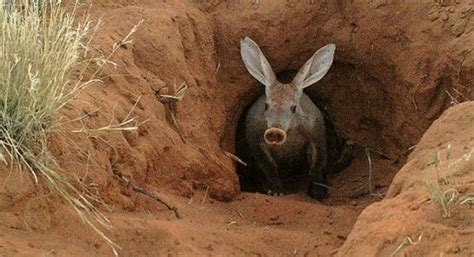 Aardvark The Animal Facts Appearance Habitat Range Diet